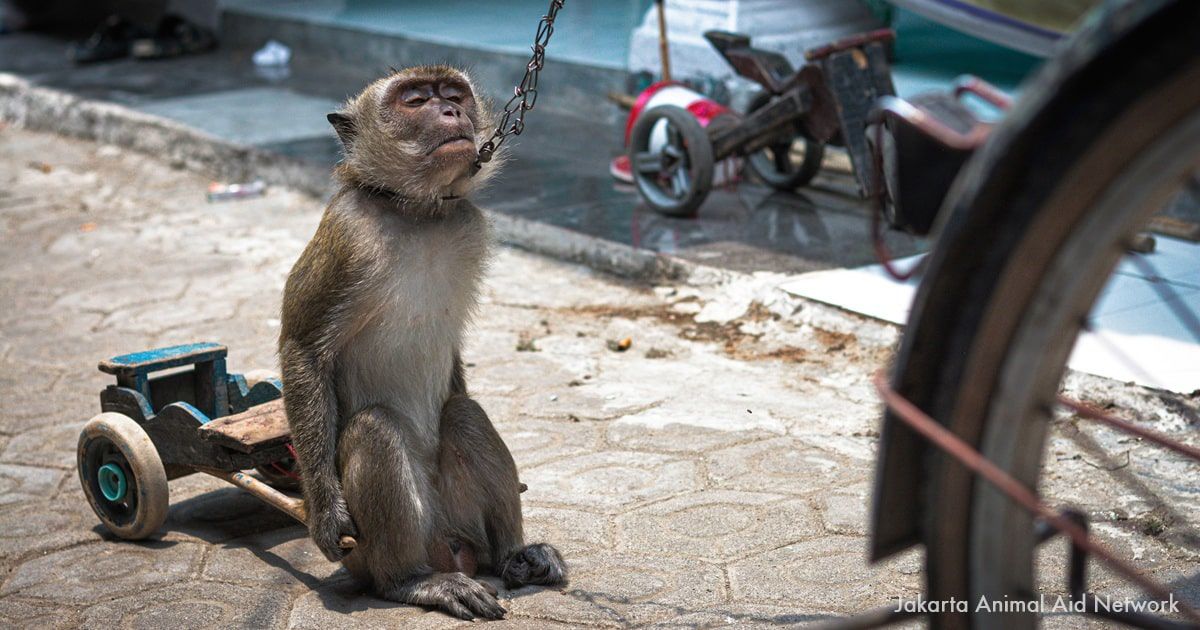 Give rescued monkeys a second chance