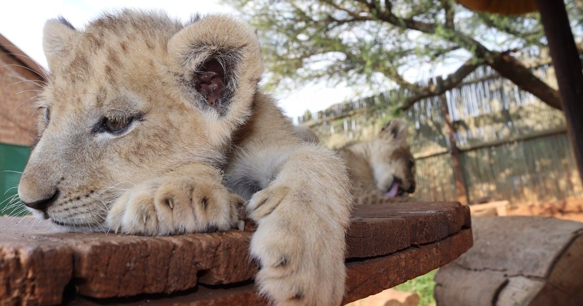 Help end lion suffering