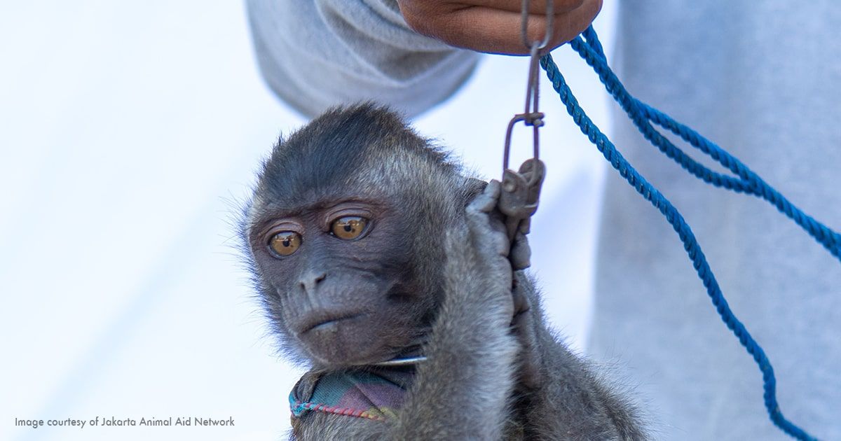 Help rehabilitate and release monkeys
