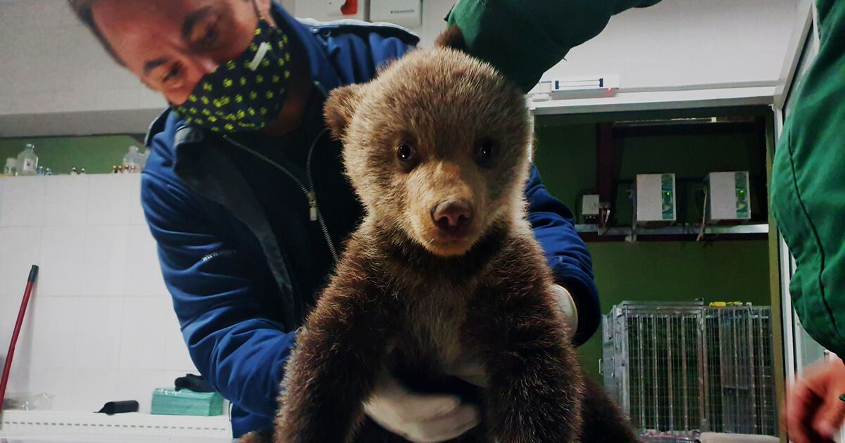 You can help give suffering bears lives worth living